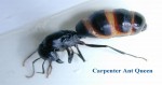 carpenter-ant-control-treatment-exterminator-andover-ma - Security Pest ...